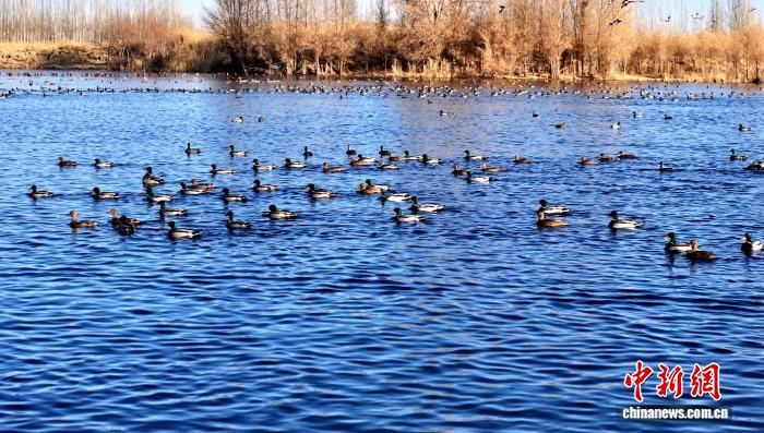 新疆昆玉：沙漠湿地成候鸟迁徙驿站-中国新疆网