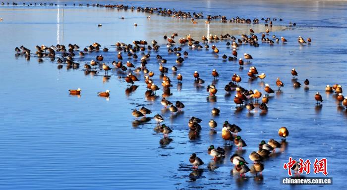 新疆昆玉：沙漠湿地成候鸟迁徙驿站-中国新疆网