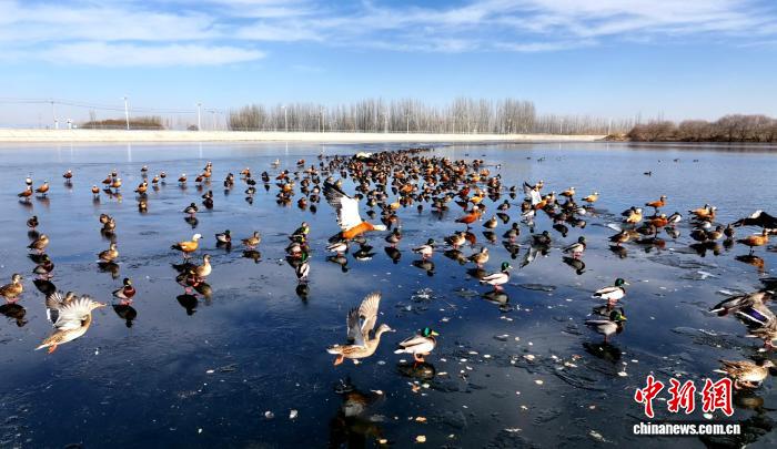 新疆昆玉：沙漠湿地成候鸟迁徙驿站-中国新疆网